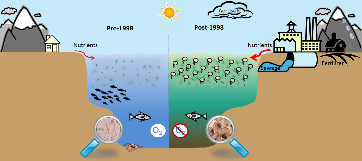 schematic-Noctiluca | FROM SEA TO CHANGING SEA